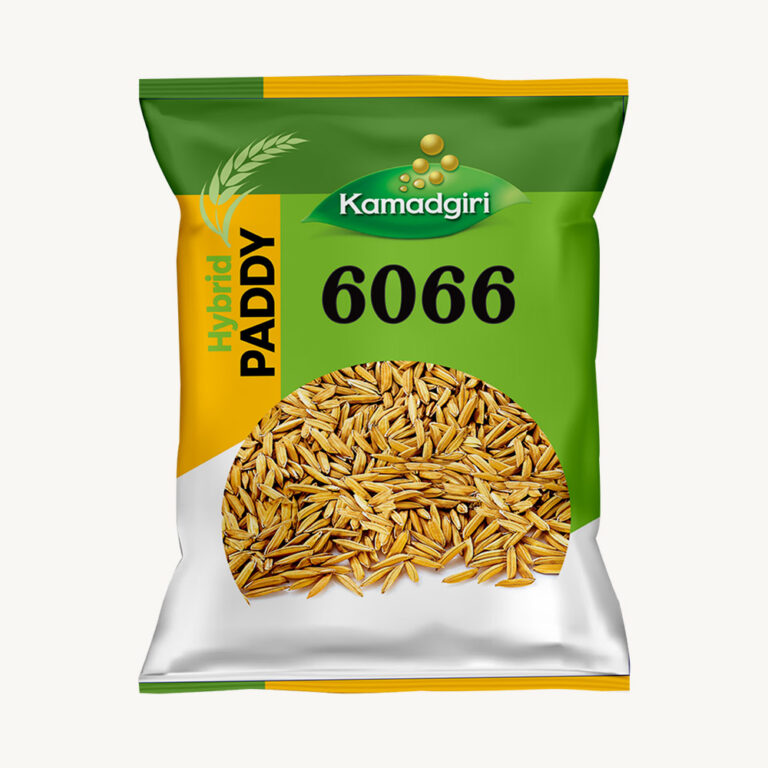 Hybrid Paddy 6066 – Kamadgiri Crop Science